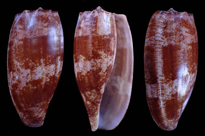 shellauction.net :: Conus geographus - 3639058