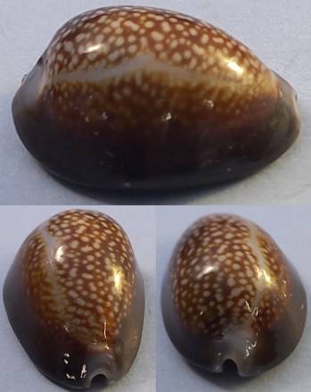 shellauction.net :: Monetaria caputdraconis caputdraconis - 3639074