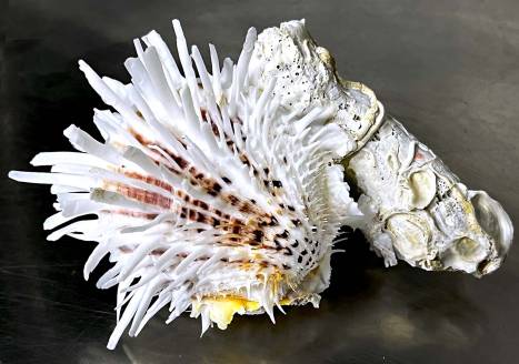 shellauction.net :: Spondylus sp. - 3639096