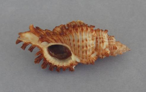 shellauction.net :: Chicoreus microphyllus - 3639151