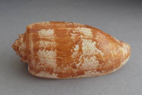 shellauction.net :: Conus geographus - 3639155