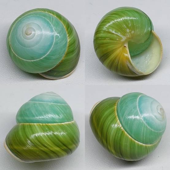 shellauction.net :: Asperitas bimaensis choclostyloides - 3639181