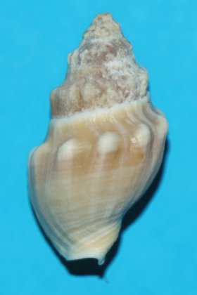 shellauction.net :: Cominella glandiformis - 3639244