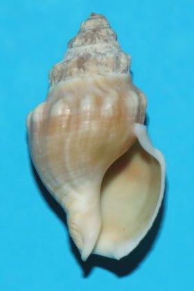 shellauction.net :: Cominella glandiformis - 3639244