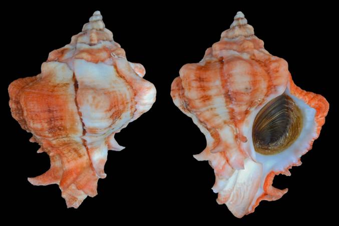 shellauction.net :: Hexaplex kuesterianus - 3639254