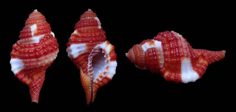 shellauction.net :: Septa bibbeyi - 3639265