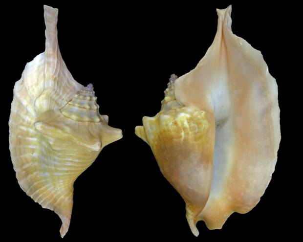 shellauction.net :: Aliger gallus - 3639273