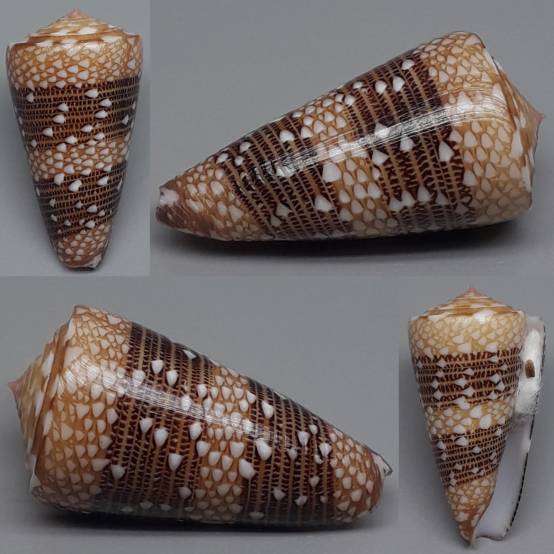 shellauction.net :: Conus nobilis victor - 3639279
