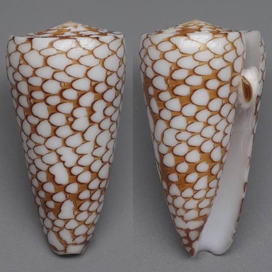 shellauction.net :: Conus nobilis - 3639283