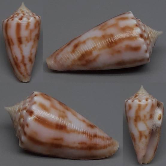 shellauction.net :: Conus alexandrei - 3639295