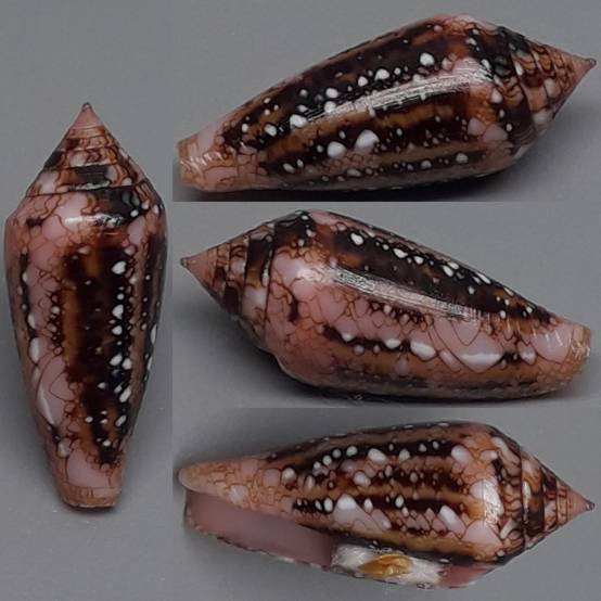 shellauction.net :: Conus legatus - 3639300