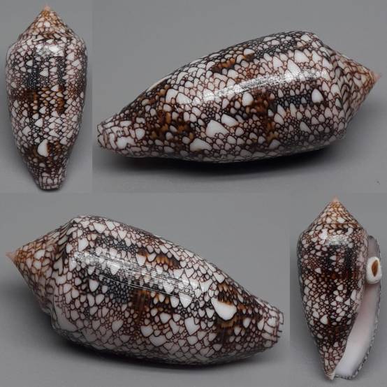 shellauction.net :: Conus canonicus - 3639307