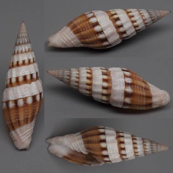 shellauction.net :: Vexillum interstriatum - 3639330