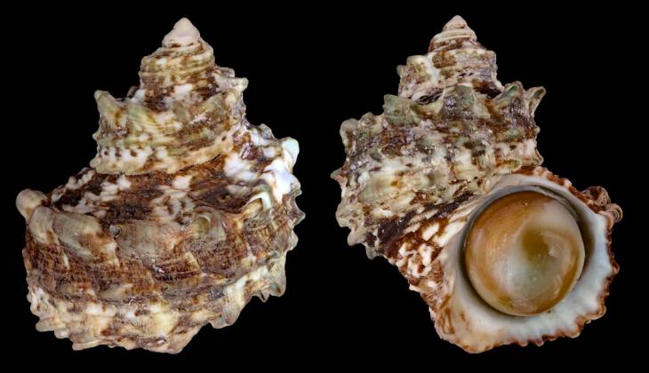 shellauction.net :: Turbo radiatus - 3639371