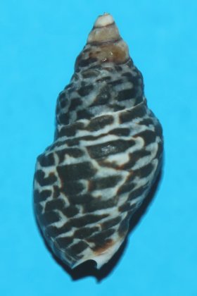 shellauction.net :: Cominella lineolata - 3639376