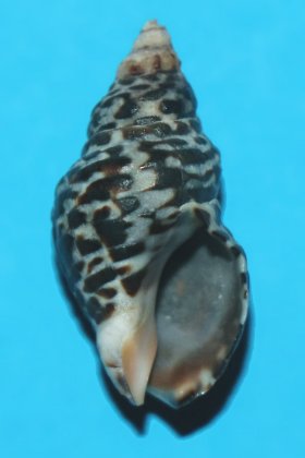 shellauction.net :: Cominella lineolata - 3639376