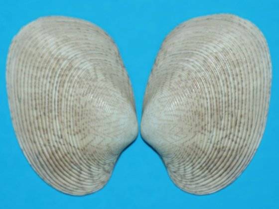 shellauction.net :: Tapes conspersus - 3639387