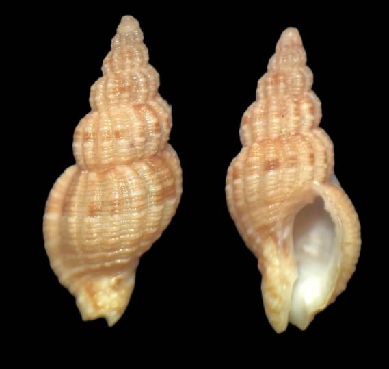 shellauction.net :: Sinetectula egregia - 3639566