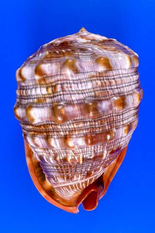 shellauction.net :: Cypraecassis rufa - 3639583