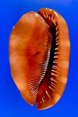 shellauction.net :: Cypraecassis rufa - 3639583