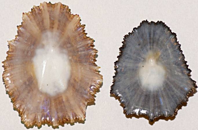 shellauction.net :: Patella aspera - 3639592