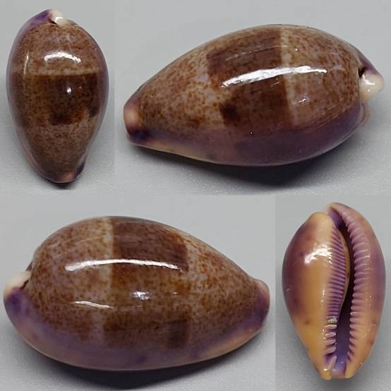 shellauction.net :: Contradusta walkeri - 3639613