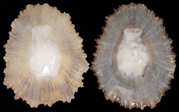 shellauction.net :: Patella aspera - 3639654