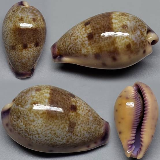 shellauction.net :: Contradusta walkeri - 3639759