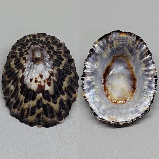 shellauction.net :: Patella radiata - 3639788