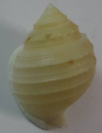 shellauction.net :: Oocorys ferrarioi - 3639816