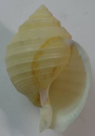 shellauction.net :: Oocorys ferrarioi - 3639816