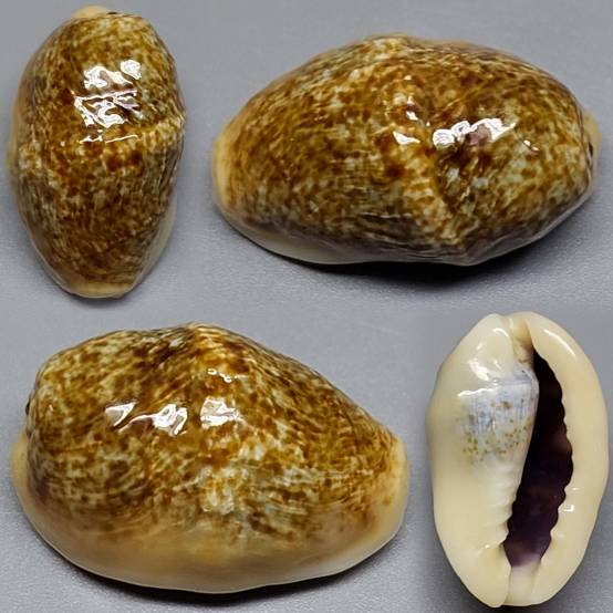 shellauction.net :: Erronea errones - 3639884