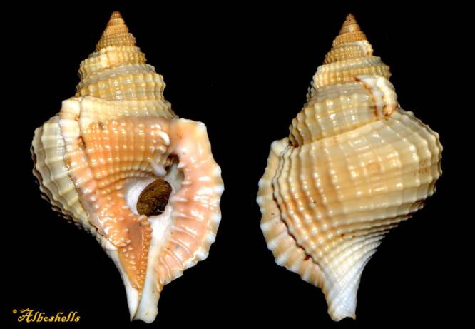 shellauction.net :: Distorsio reticularis - 3639886