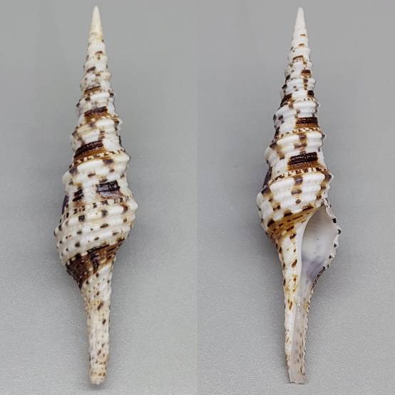 shellauction.net :: Turris spectabilis - 3639901