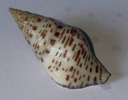 shellauction.net :: Euthria noligomesi - 3639902