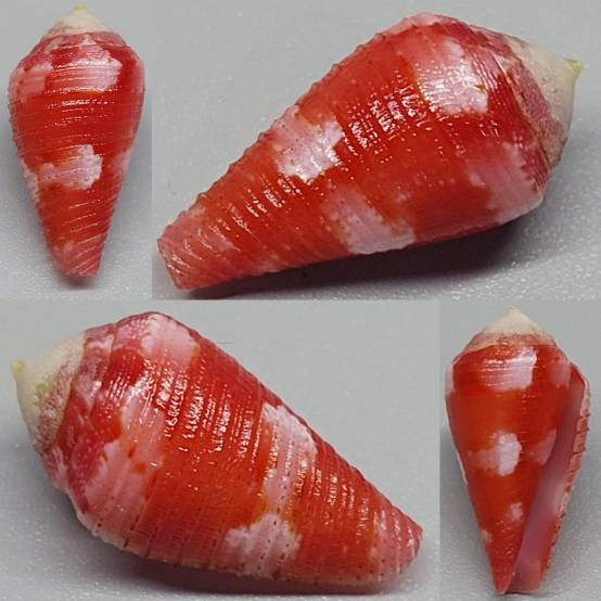 shellauction.net :: Conus pertusus - 3639985