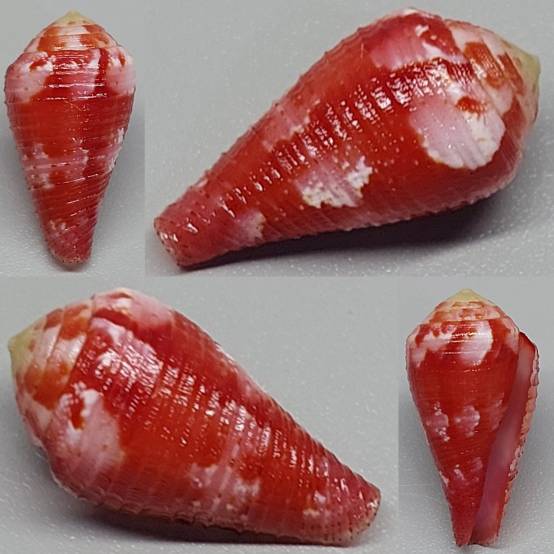 shellauction.net :: Conus pertusus - 3639987