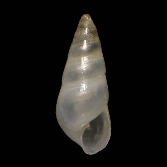shellauction.net :: Odostomia plicata - 3640009