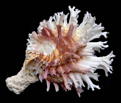 shellauction.net :: Chama lazarus - 3640082