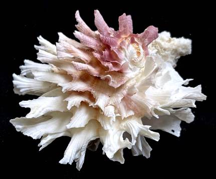 shellauction.net :: Chama lazarus - 3640084