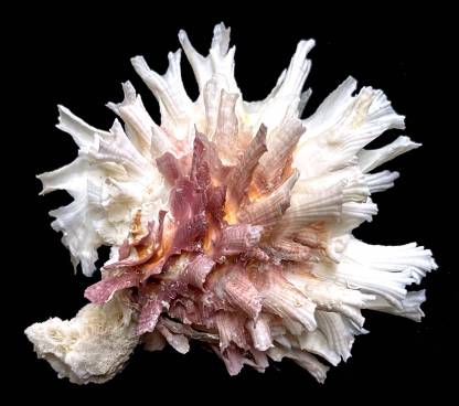 shellauction.net :: Chama lazarus - 3640084