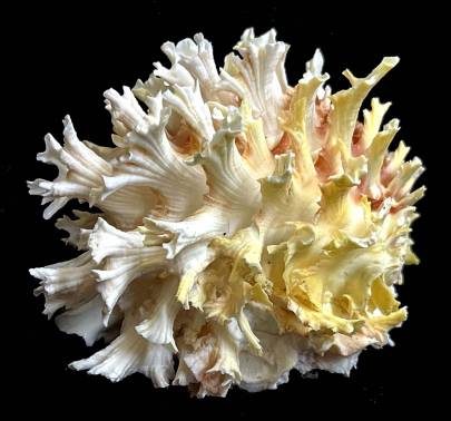 shellauction.net :: Chama lazarus - 3640085