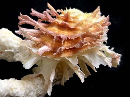 shellauction.net :: Chama lazarus - 3640088