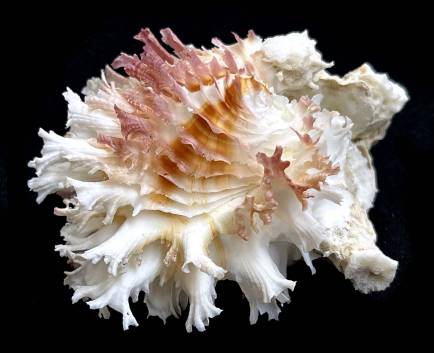 shellauction.net :: Chama lazarus - 3640091