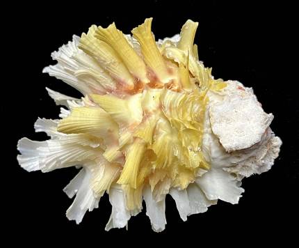 shellauction.net :: Chama lazarus - 3640092