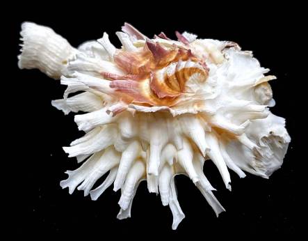 shellauction.net :: Chama lazarus - 3640093