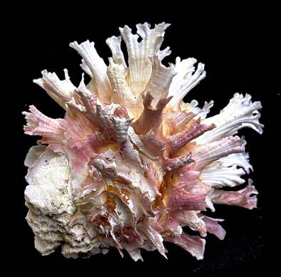 shellauction.net :: Chama lazarus - 3640094