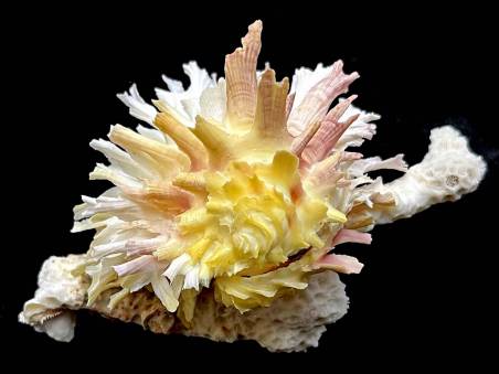 shellauction.net :: Chama lazarus - 3640100