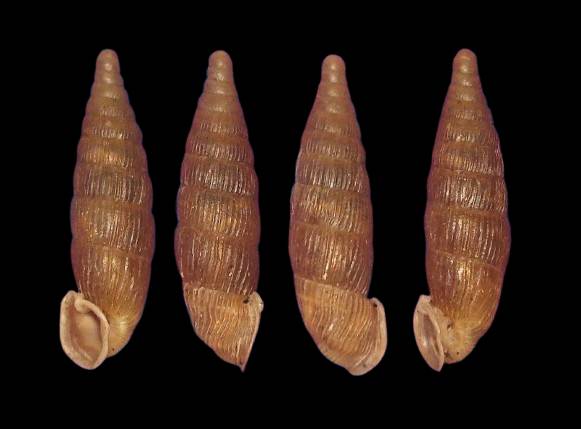 shellauction.net :: Macrogastra ventricosa - 3640106