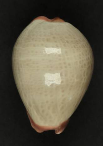 shellauction.net :: Cypraea reevei reevei - 3640130